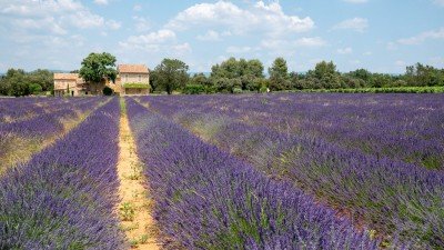 Prowansja - atrakcje, lawenda, zwiedzanie. Przewodnik.